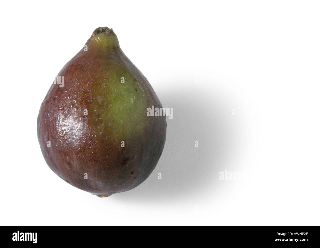 Fig 1 Cut Out Stock Images & Pictures - Alamy