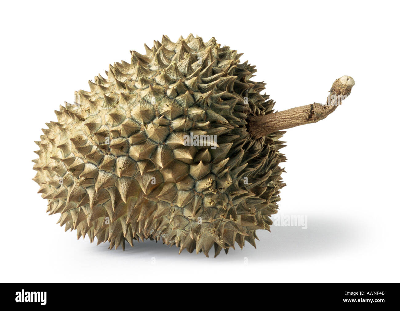 Durain fruit hi-res stock photography and images - Alamy
