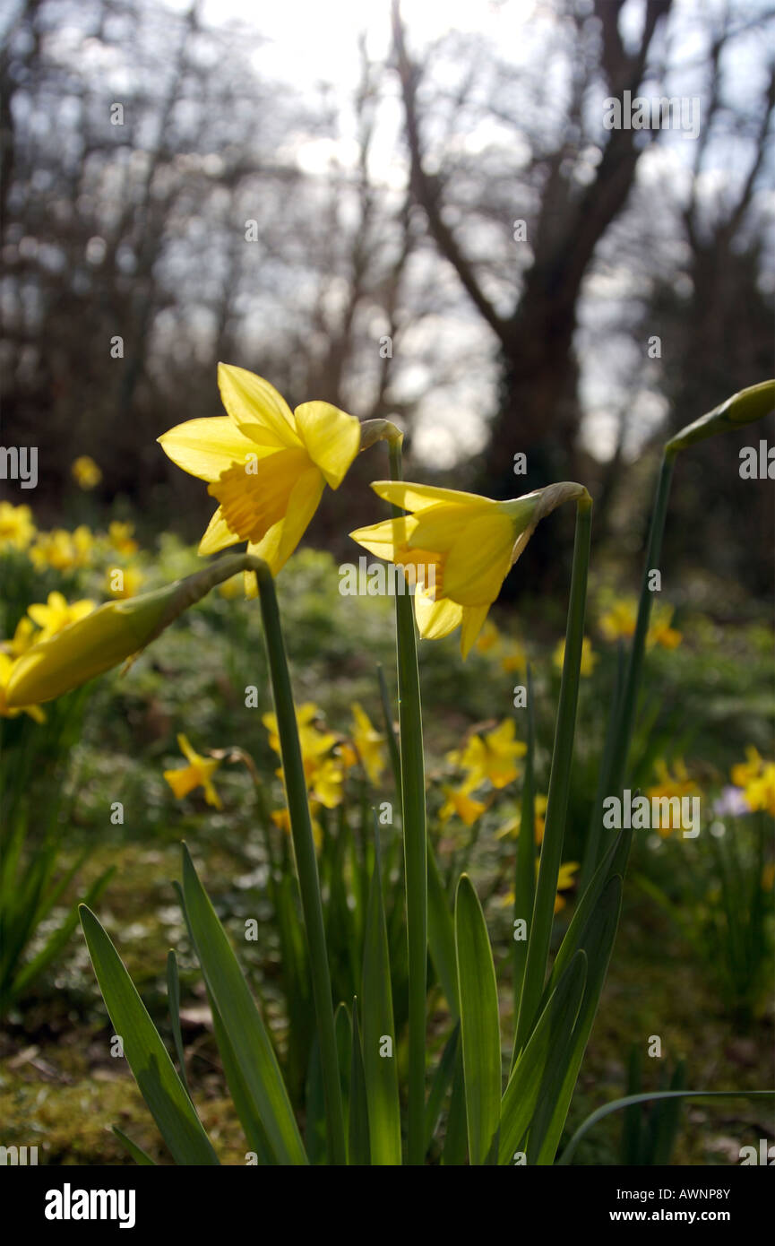 Spring Daffodils in a Surrey Woodland in February Stock Photo - Alamy