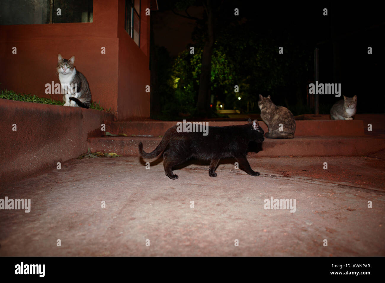 Group of cats domestic house hi-res stock photography and images - Alamy