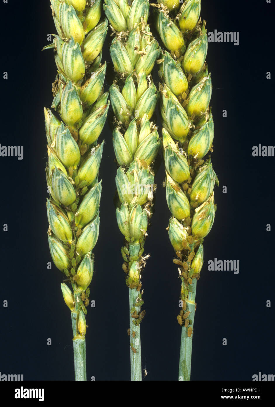 Grain aphid Sitobion avenae infestation on unripe wheat ears Stock ...