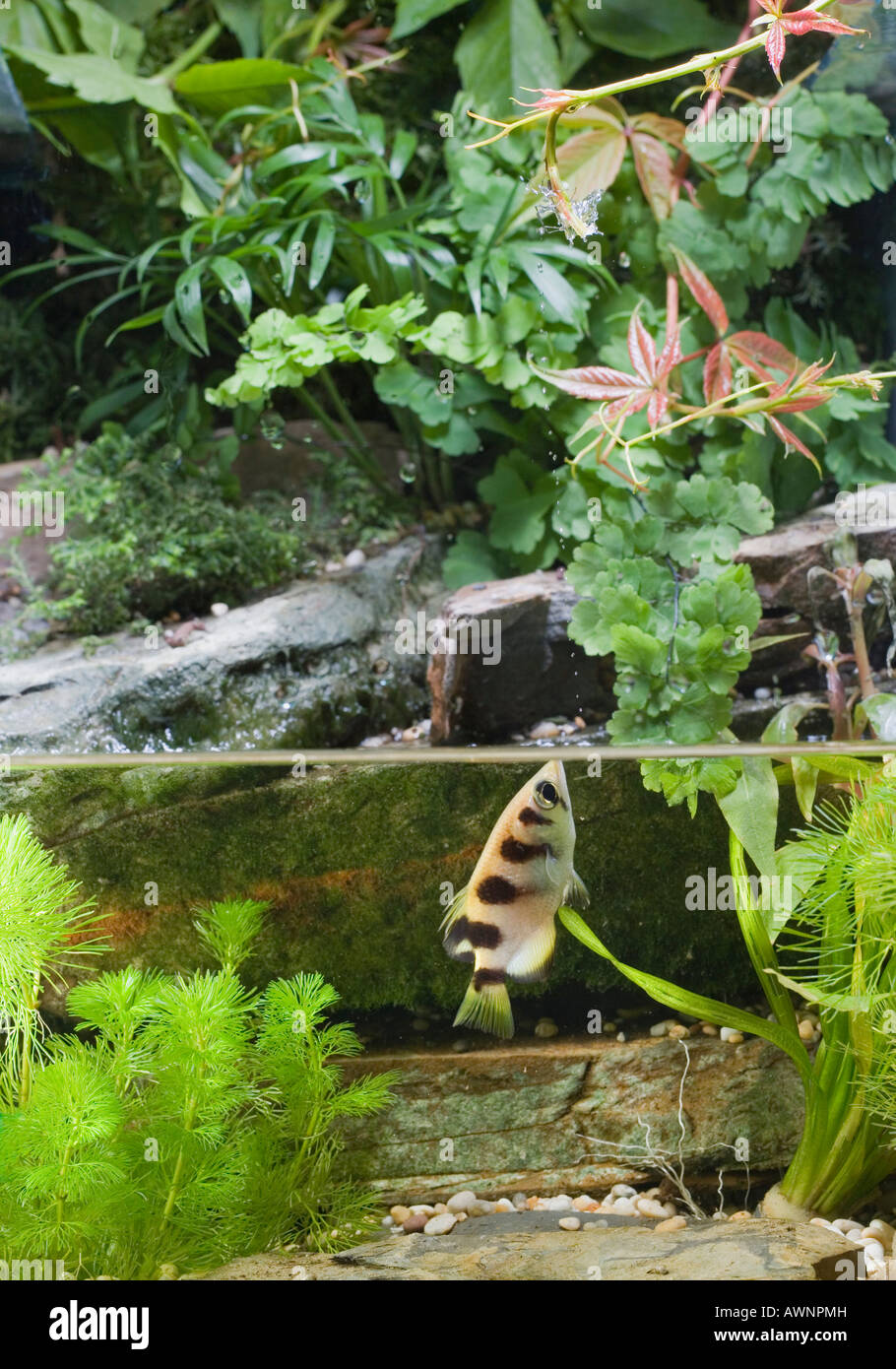 Archer fish Toxotes jaculatrix spits to catch insect Stock Photo - Alamy