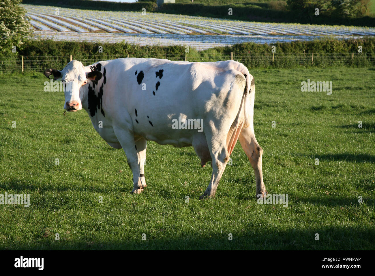 Cornish cow hi-res stock photography and images - Alamy