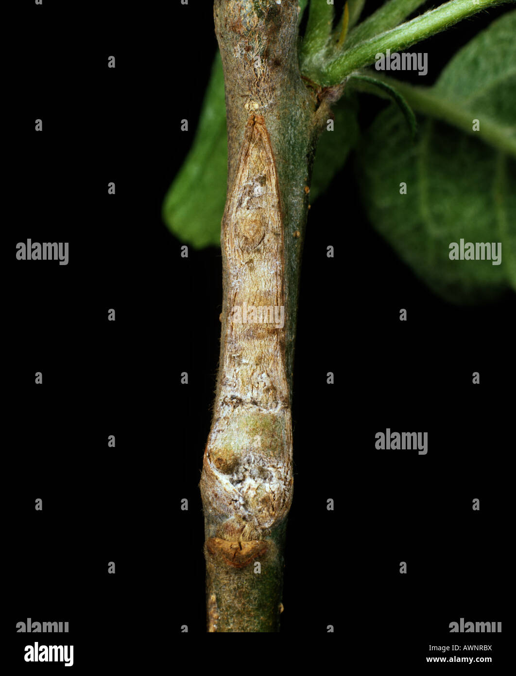 Gall on apple wood caused by woolly aphid Eriosoma lanigerum feeding ...