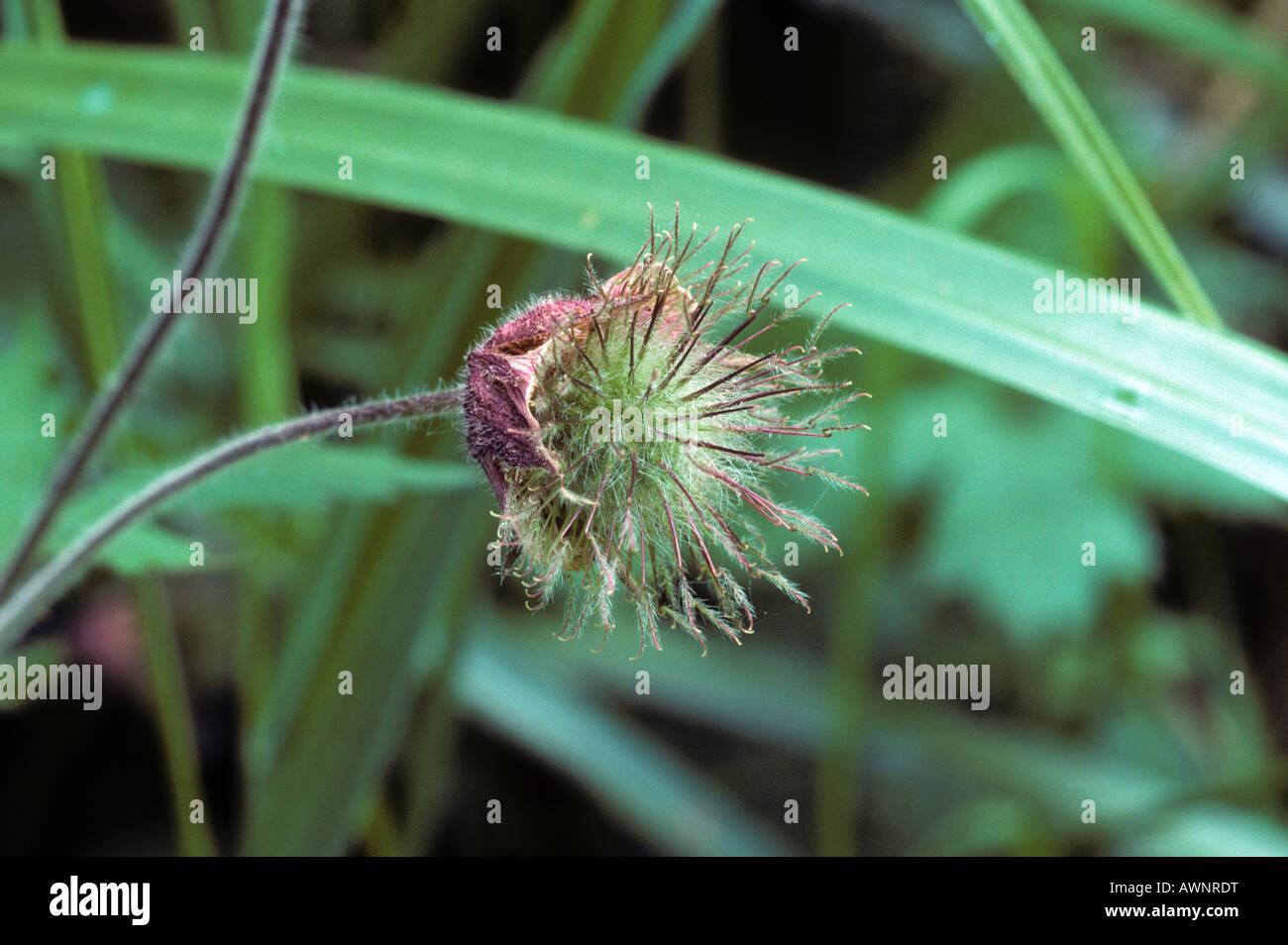 Seed of water avens hi-res stock photography and images - Alamy