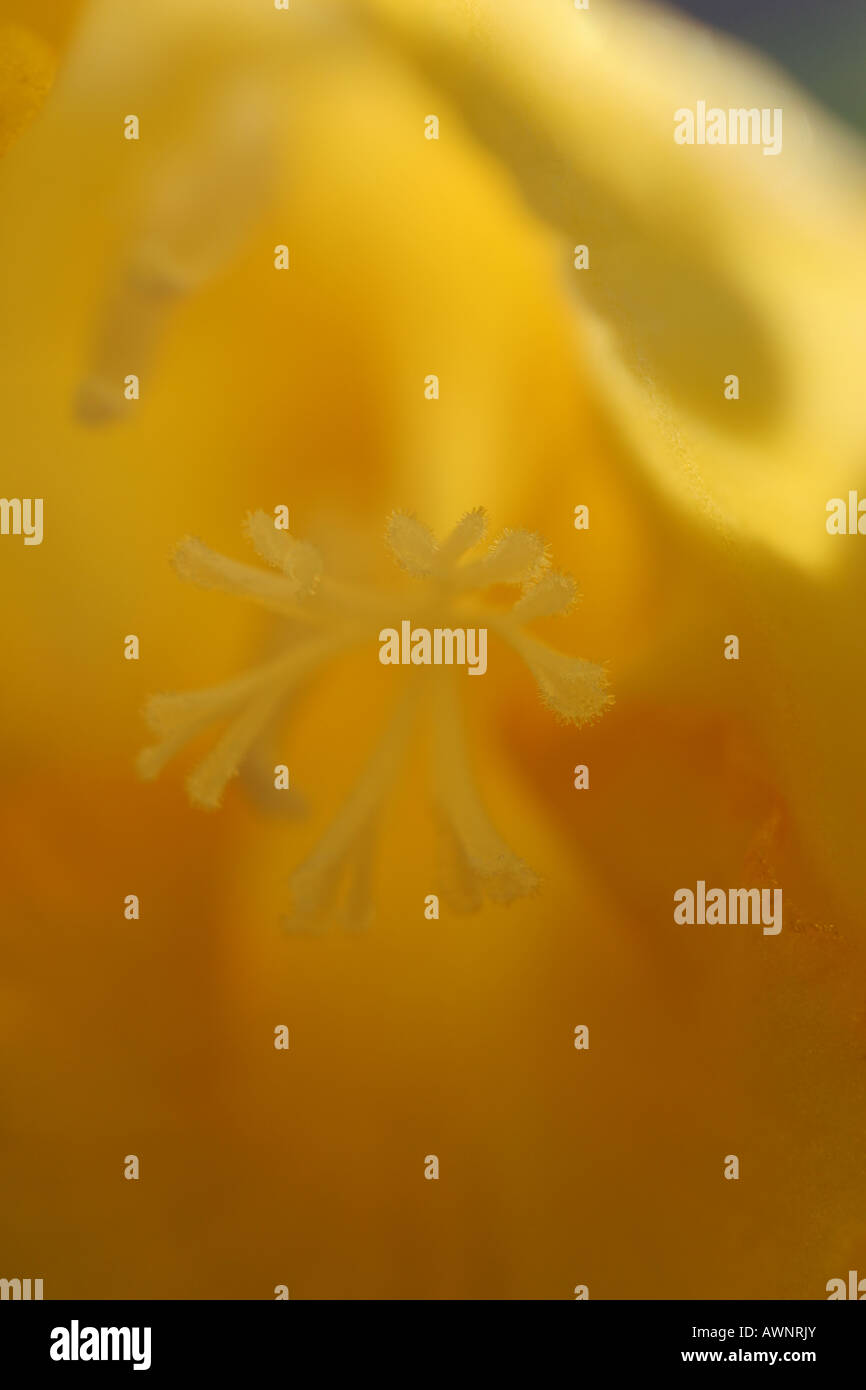 Close up of inside of daffodil flower Stock Photo - Alamy