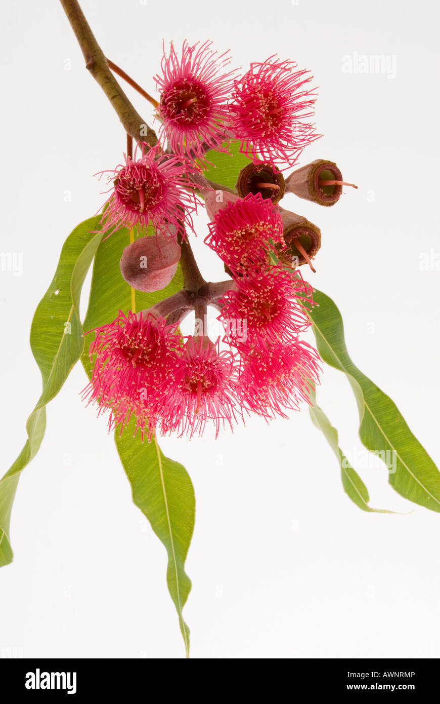 Eucalyptus Corymbia ptychocarpa Swamp bloodwood eucalypt Stock Photo ...