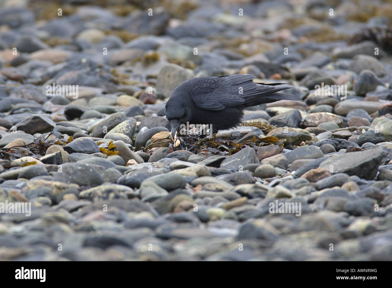 CARRION CROW CORVUS CORONE EATING MUSSEL ON FORESHORE Stock Photo - Alamy