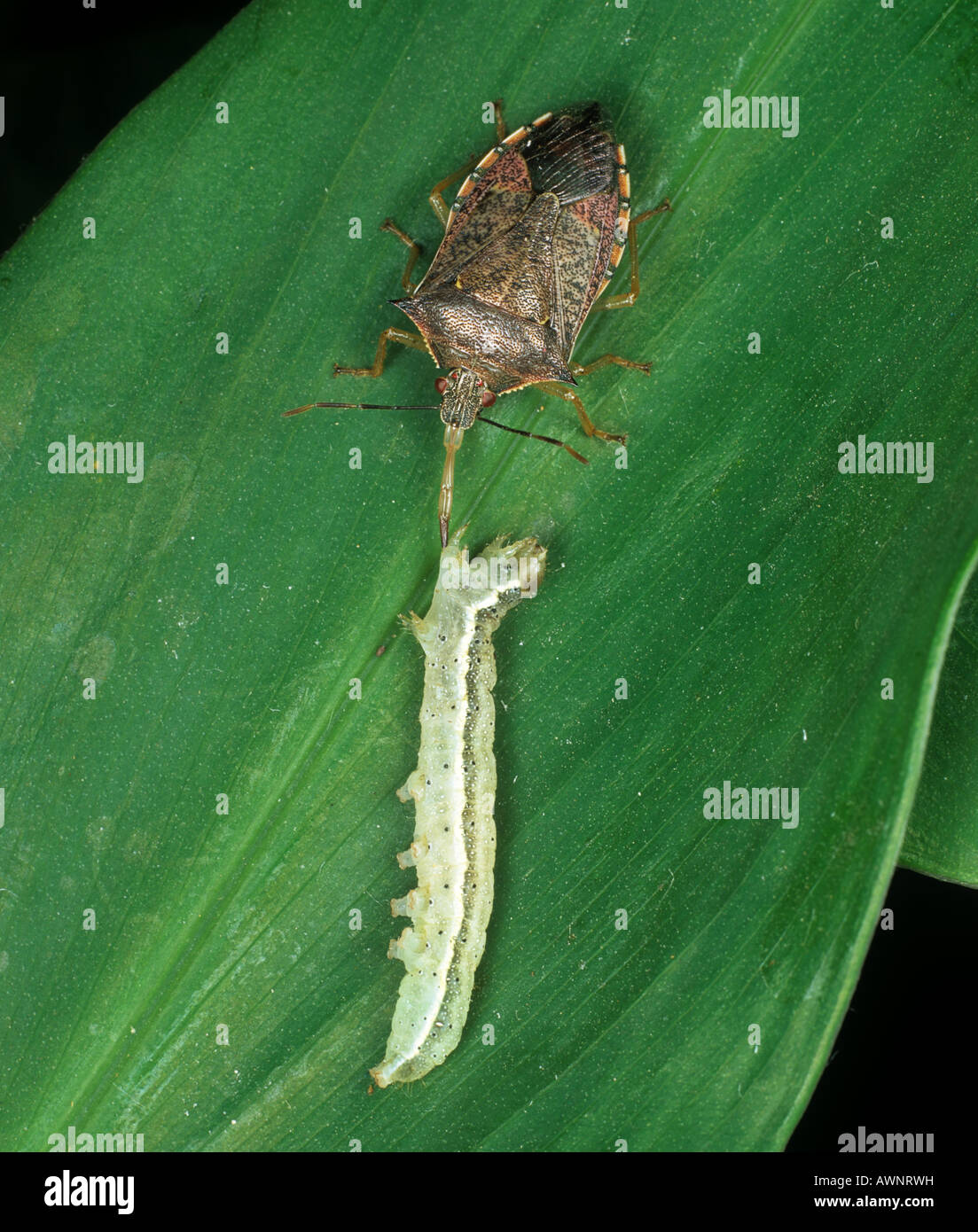 Predatory petatomid bug Podisus maculiventris feeding on a tomato moth ...