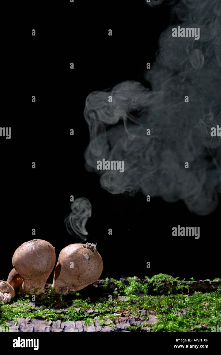 puff balls Lycoperdon pyriforme releasing spores black background Stock ...