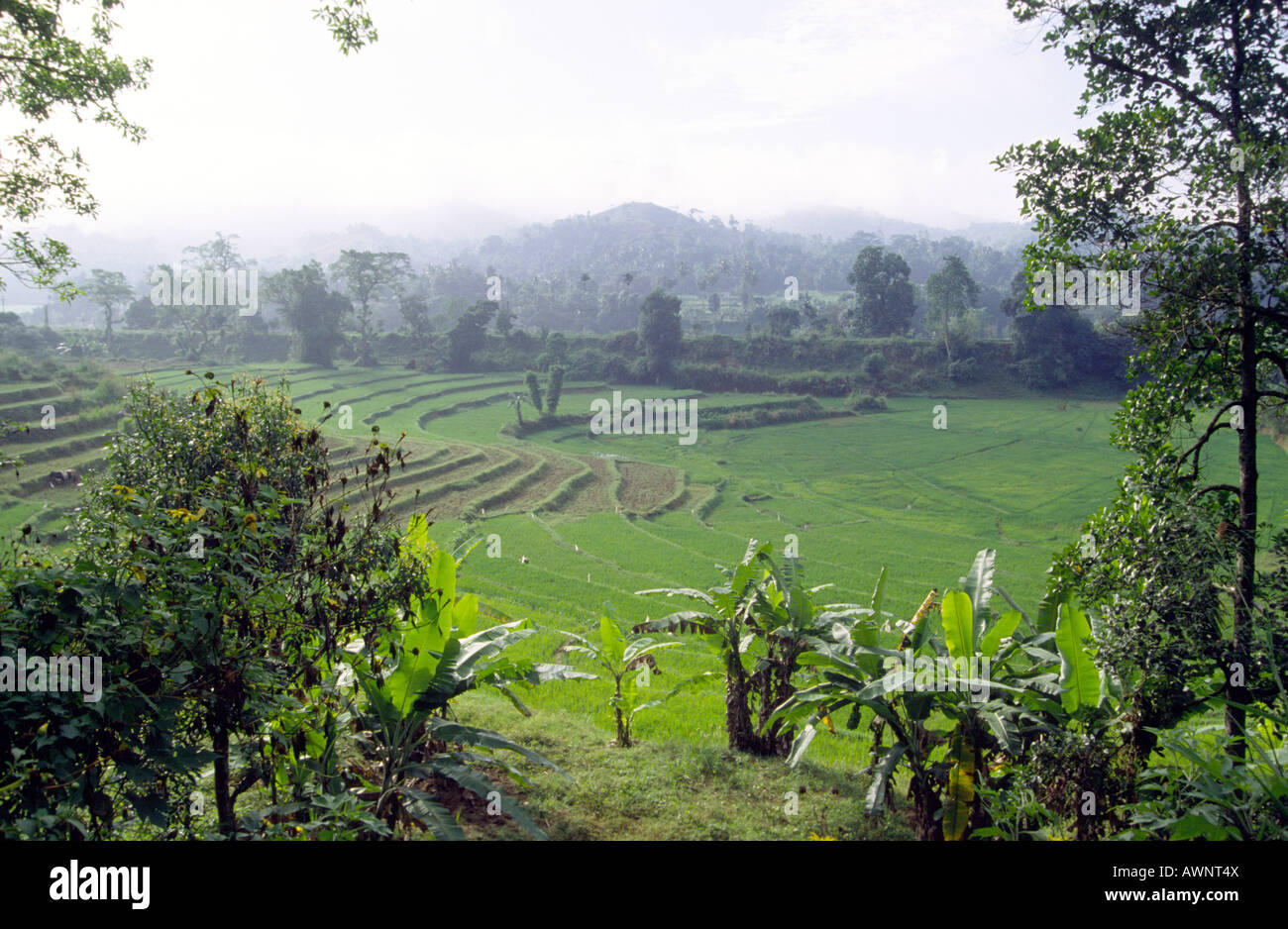 Terraced agriculatural land hi-res stock photography and images - Alamy