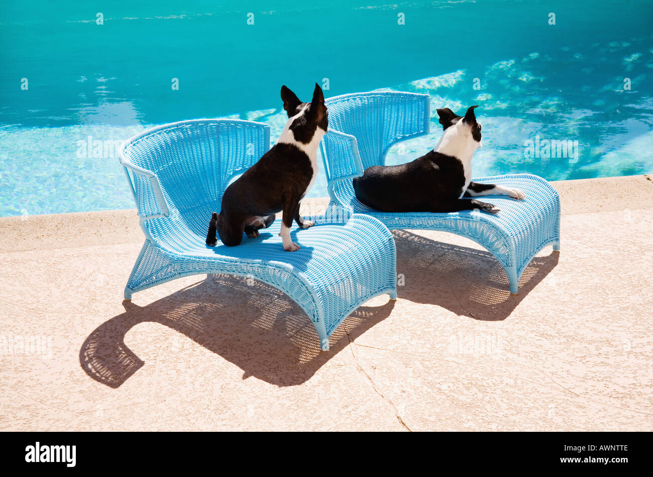 Small dogs lounging by pool Stock Photo - Alamy