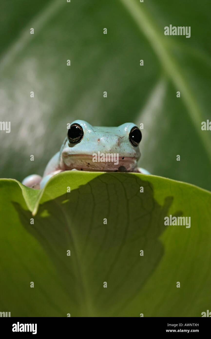 Whites tree frog Litoria caerulea on leaf front view close up Australia ...