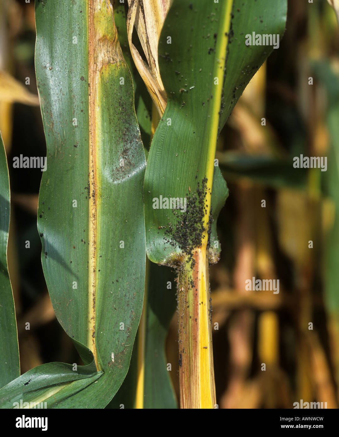 Cereal leaf aphid Rhophalosiphum maidis infestation on a maize leaf ...