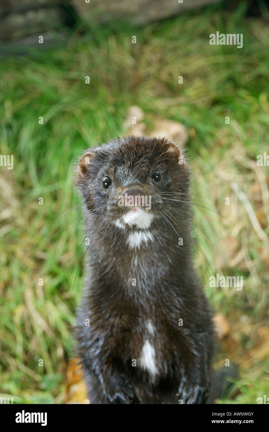 American mink Mustela vison standing upright close up front view autumn ...
