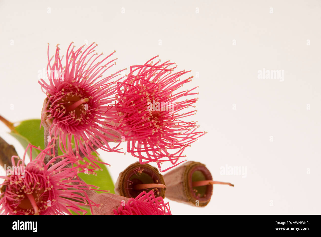 Eucalyptus Corymbia ptychocarpa Swamp bloodwood eucalypt Stock Photo ...