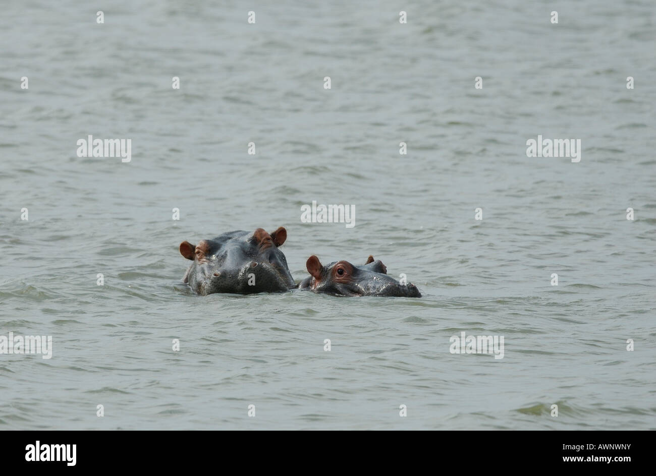 South Africa Mkhuzi Mkhuze Mkuze Game Reserve Stock Photo - Alamy