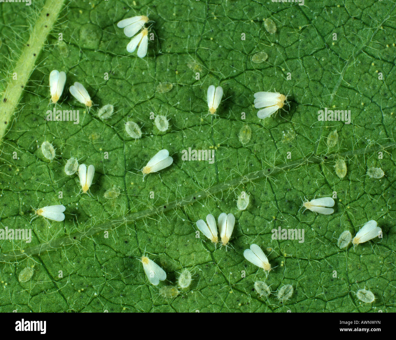 Cotton whitefly (Bemisia tabaci) adults and pupae on a cotton leaf ...