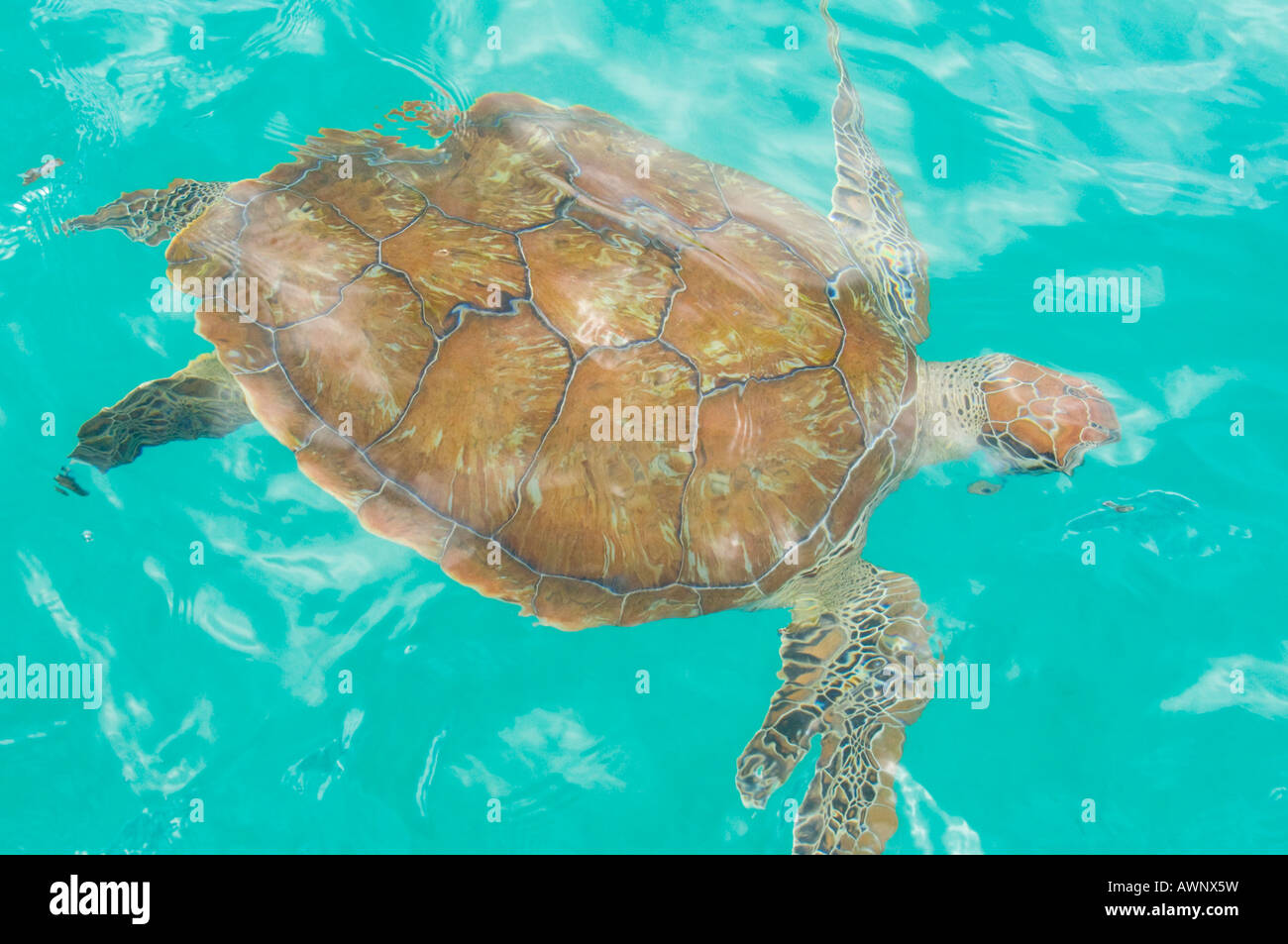 Barbados sea turtle hi-res stock photography and images - Alamy