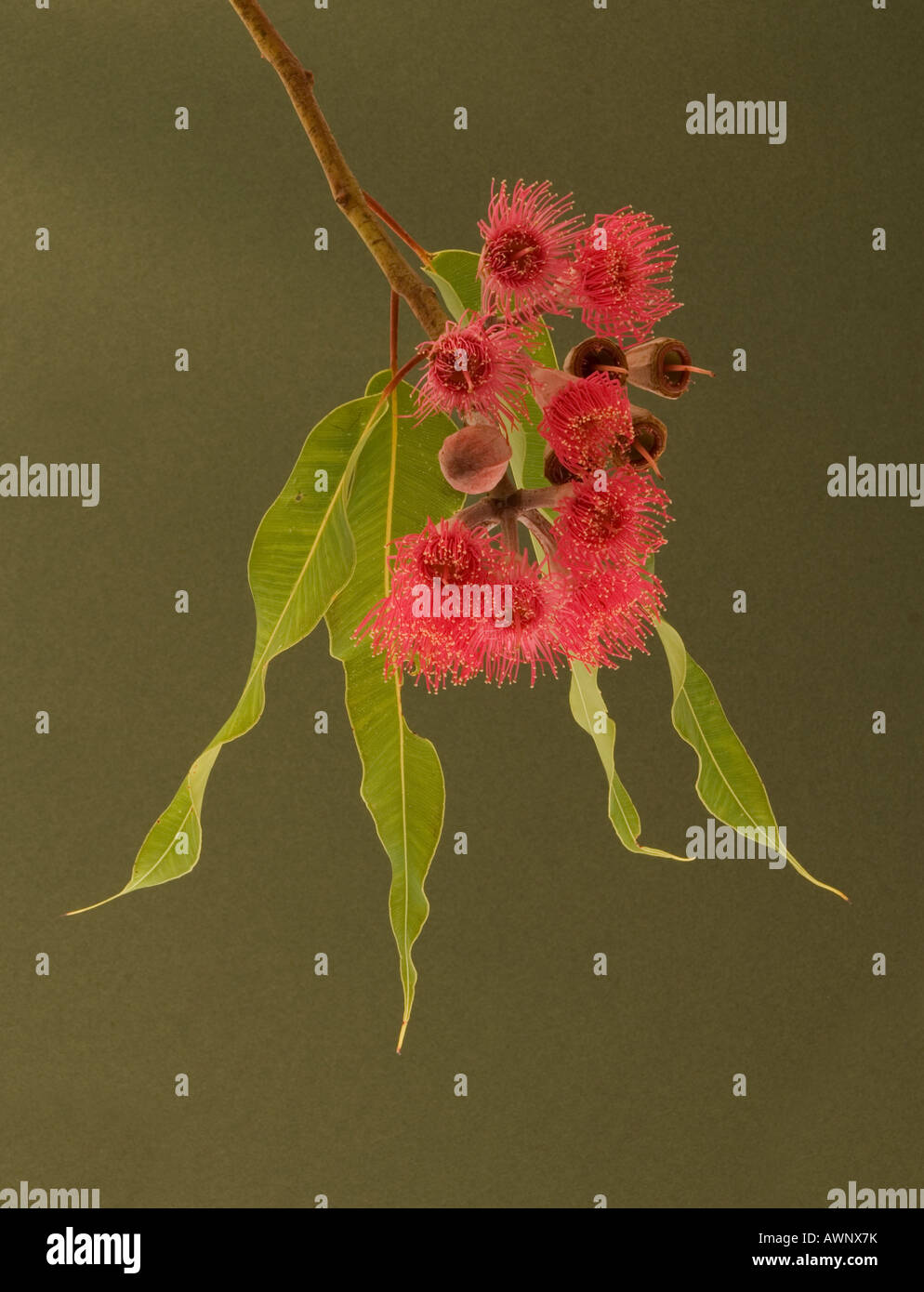 Eucalyptus Corymbia ptychocarpa Swamp bloodwood Stock Photo - Alamy