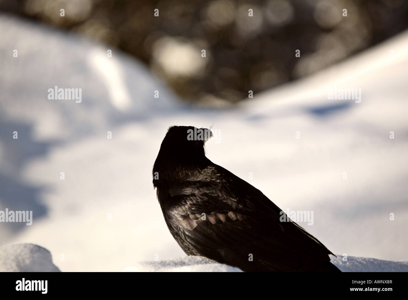 Raven canada winter not crow hi-res stock photography and images - Alamy