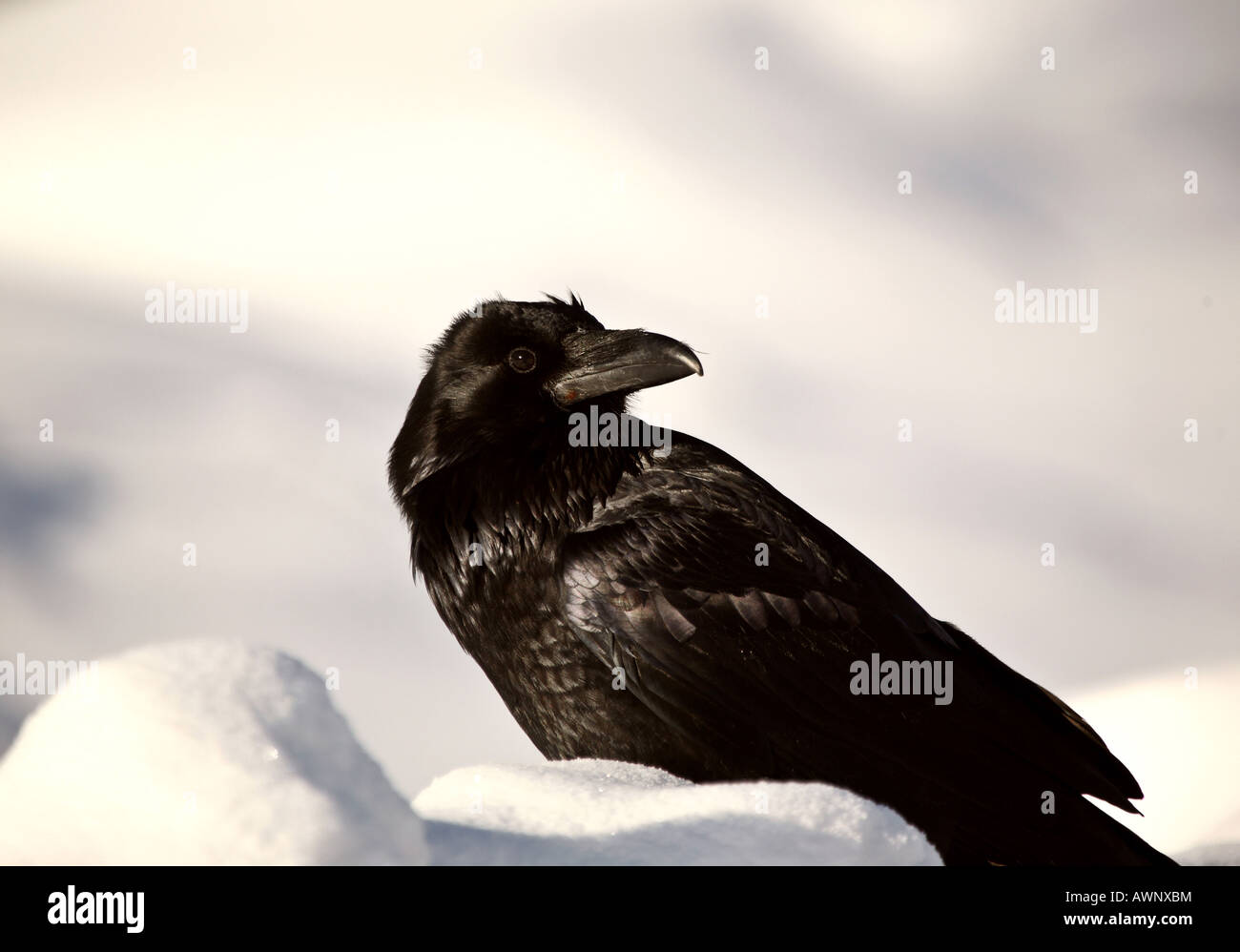 Raven canada winter not crow hi-res stock photography and images - Alamy