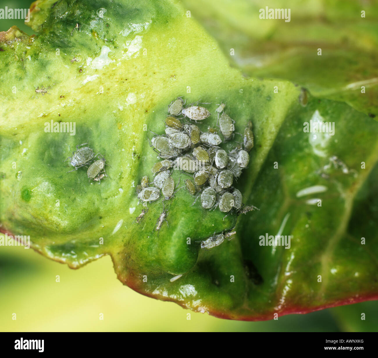 Cabbage aphid hi-res stock photography and images - Alamy