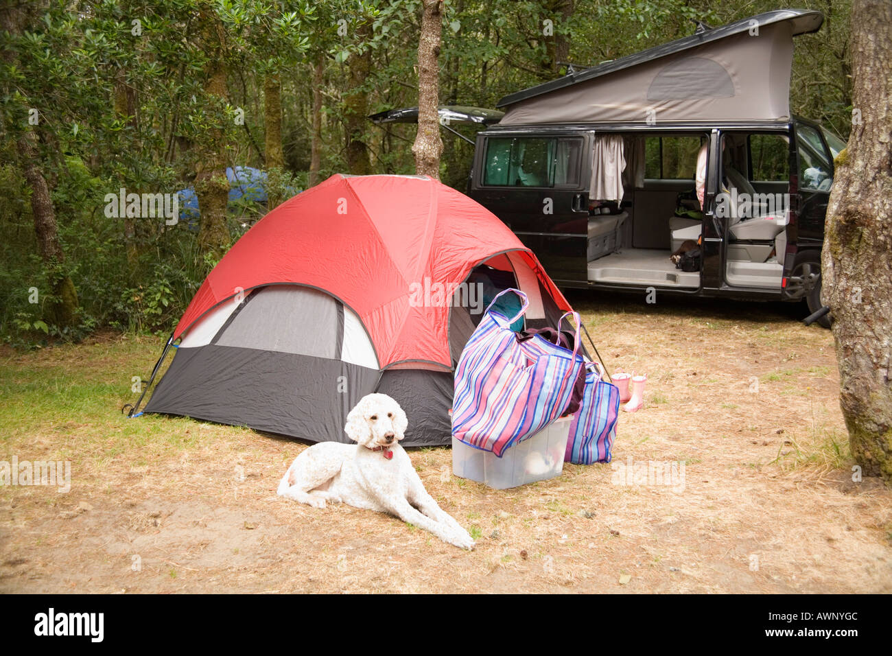 Dog resting outside camping tent Stock Photo - Alamy