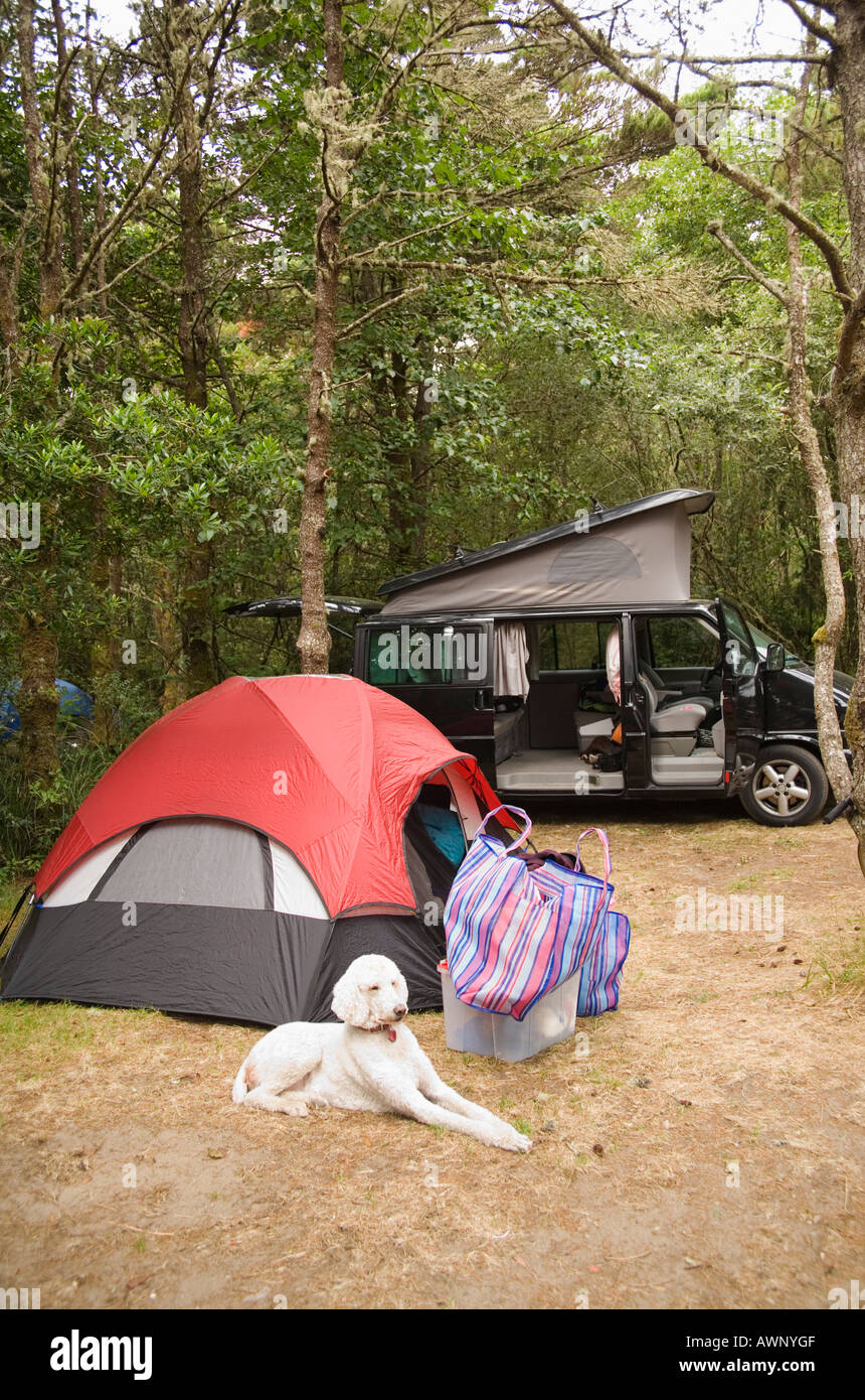 Dog resting outside camping tent Stock Photo - Alamy