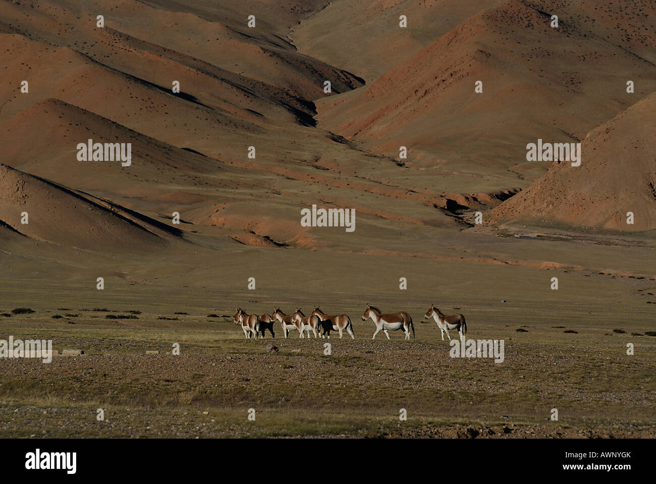 Kiang donkeys (Equus kiang), Western Tibet, Ngari Province, Tibet ...