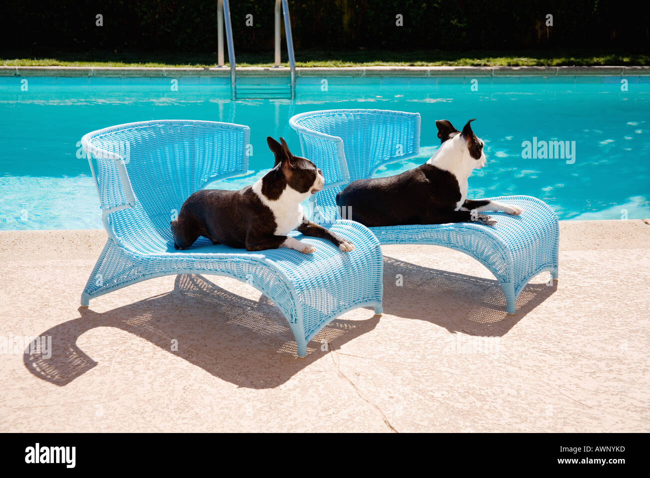 Dogs relaxing by pool Stock Photo - Alamy