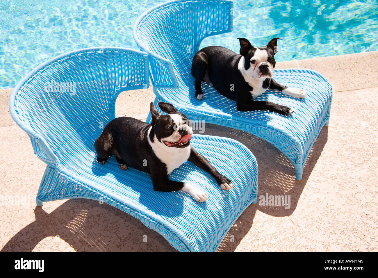 Dogs relaxing by pool Stock Photo - Alamy
