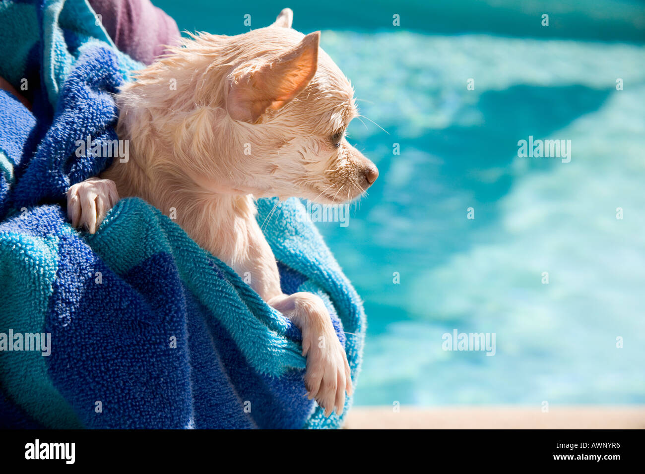 Towel drying a dog hi-res stock photography and images - Alamy