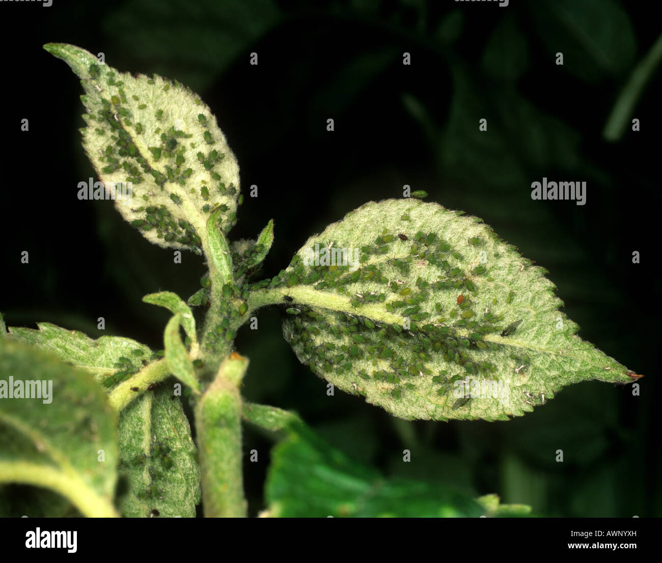 Aphis pomi hi-res stock photography and images - Alamy