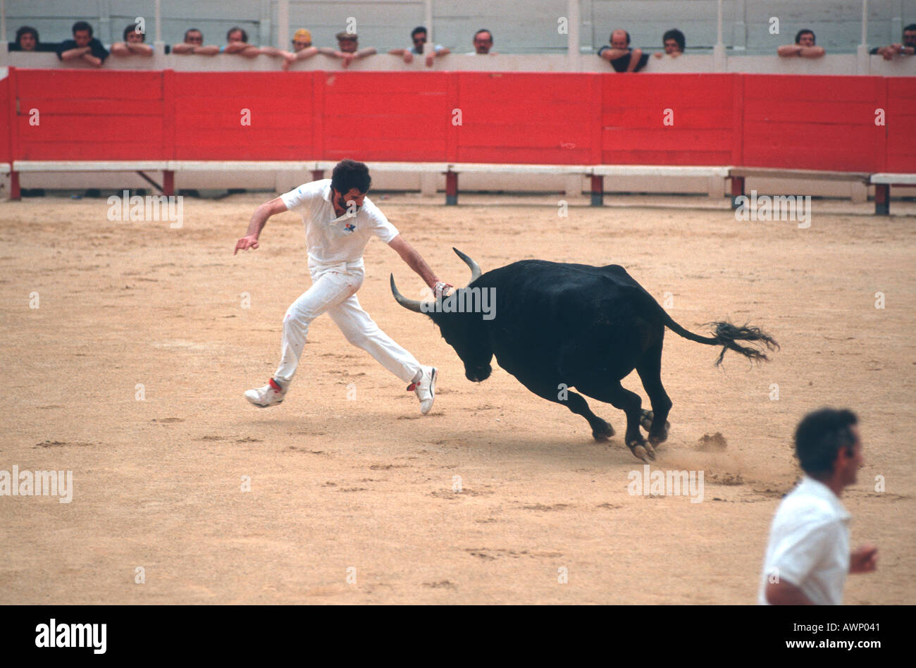 Camargue bullfighting hi-res stock photography and images - Alamy