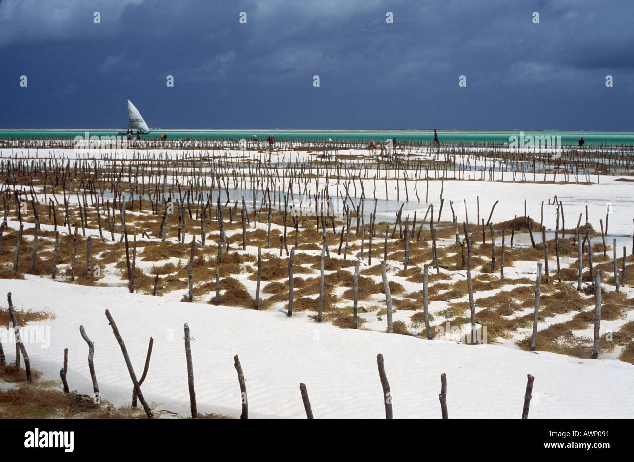Zanzibaris hi-res stock photography and images - Alamy