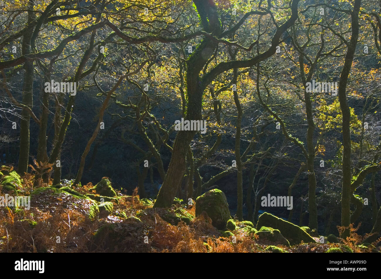 Dewerstone Wood Dartmoor National Park Devon UK Stock Photo - Alamy