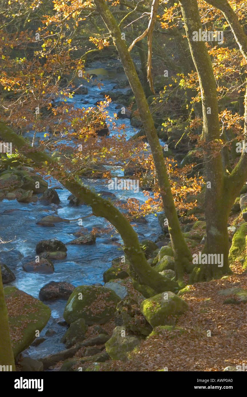 The River Plym Dewerstone Wood Dartmoor National Park Devon UK Stock ...