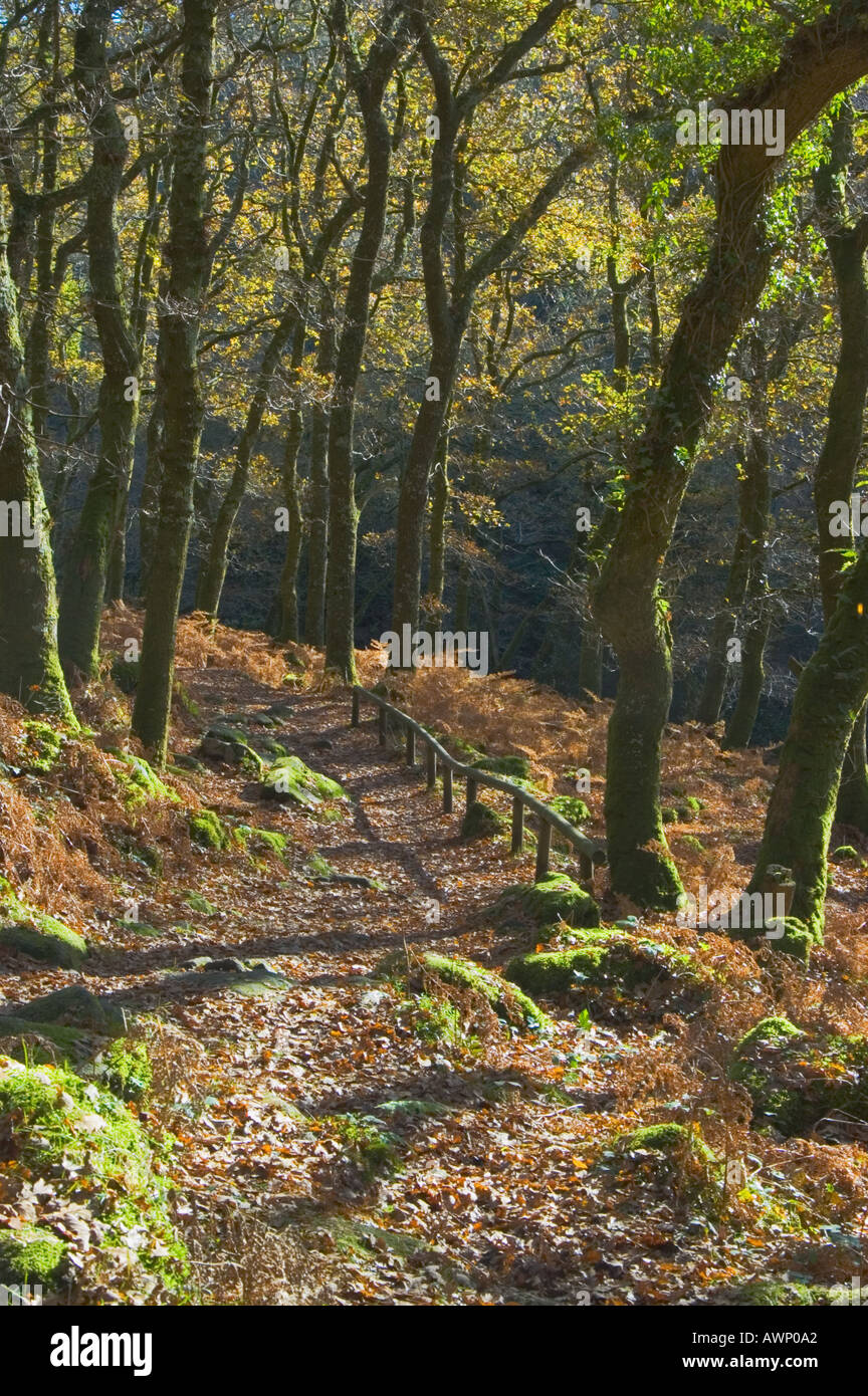 Woodland Path Dewerstone Wood Dartmoor National Park Devon UK Stock ...