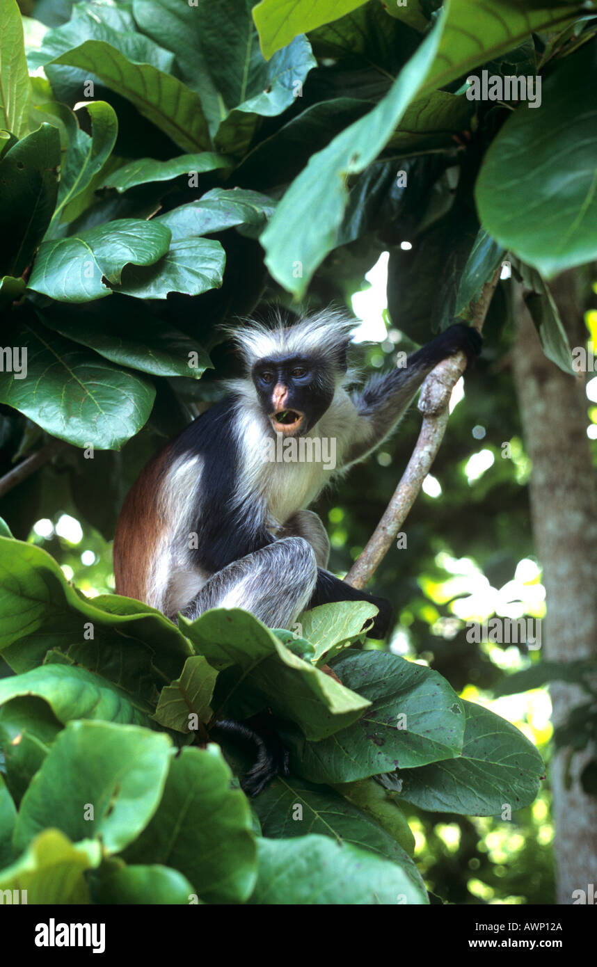 Kirks Red Colobus monkey (Piliocolobus kirkii) in Indian Almond tree ...