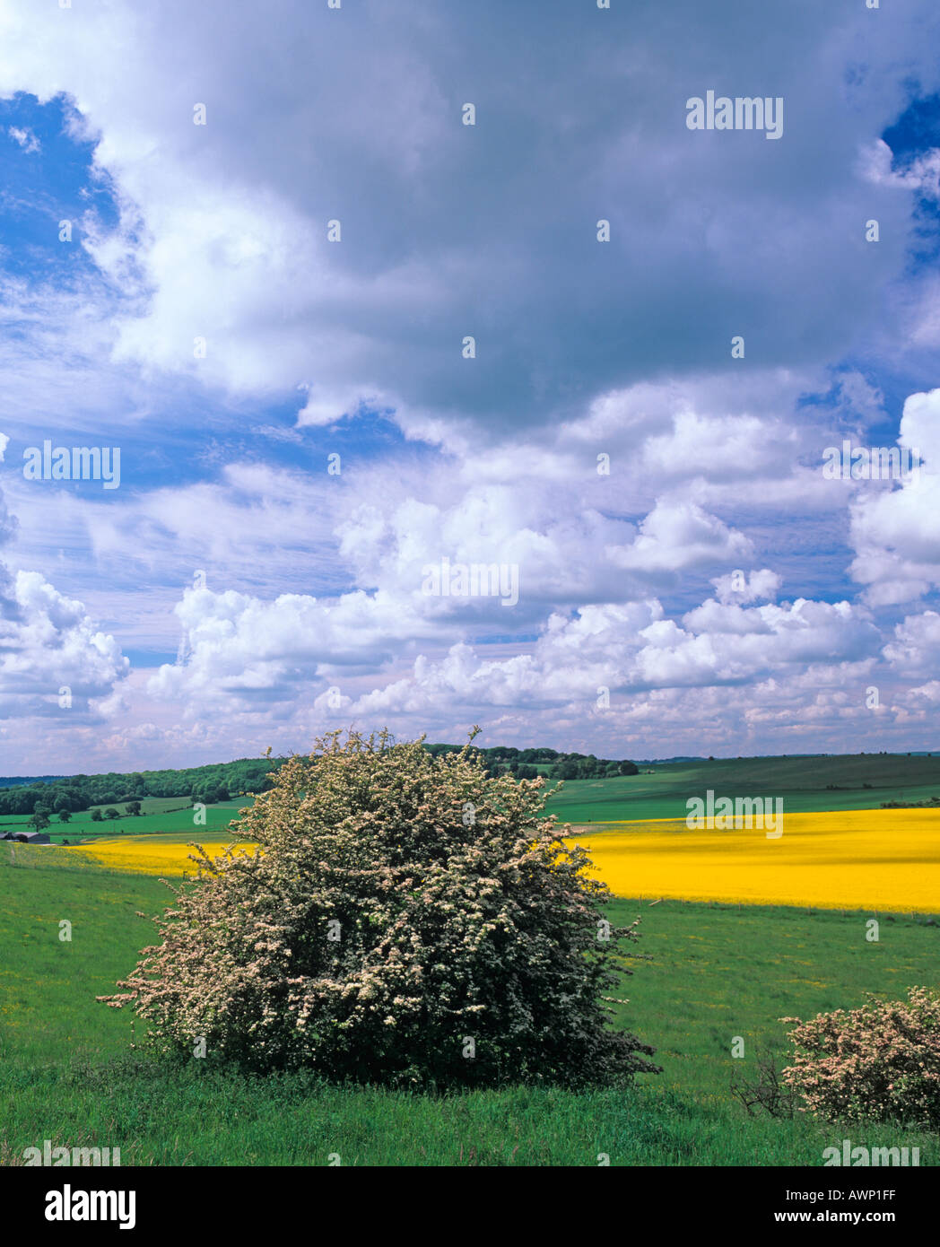 Ivinghoe hills spring hi-res stock photography and images - Alamy