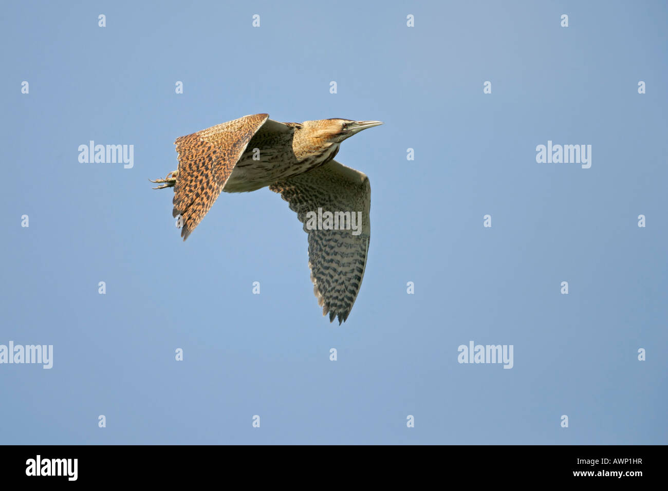 Bittern uk hi-res stock photography and images - Alamy