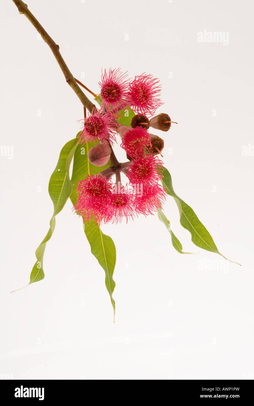 Eucalyptus Corymbia ptychocarpa Swamp bloodwood eucalypt Stock Photo ...