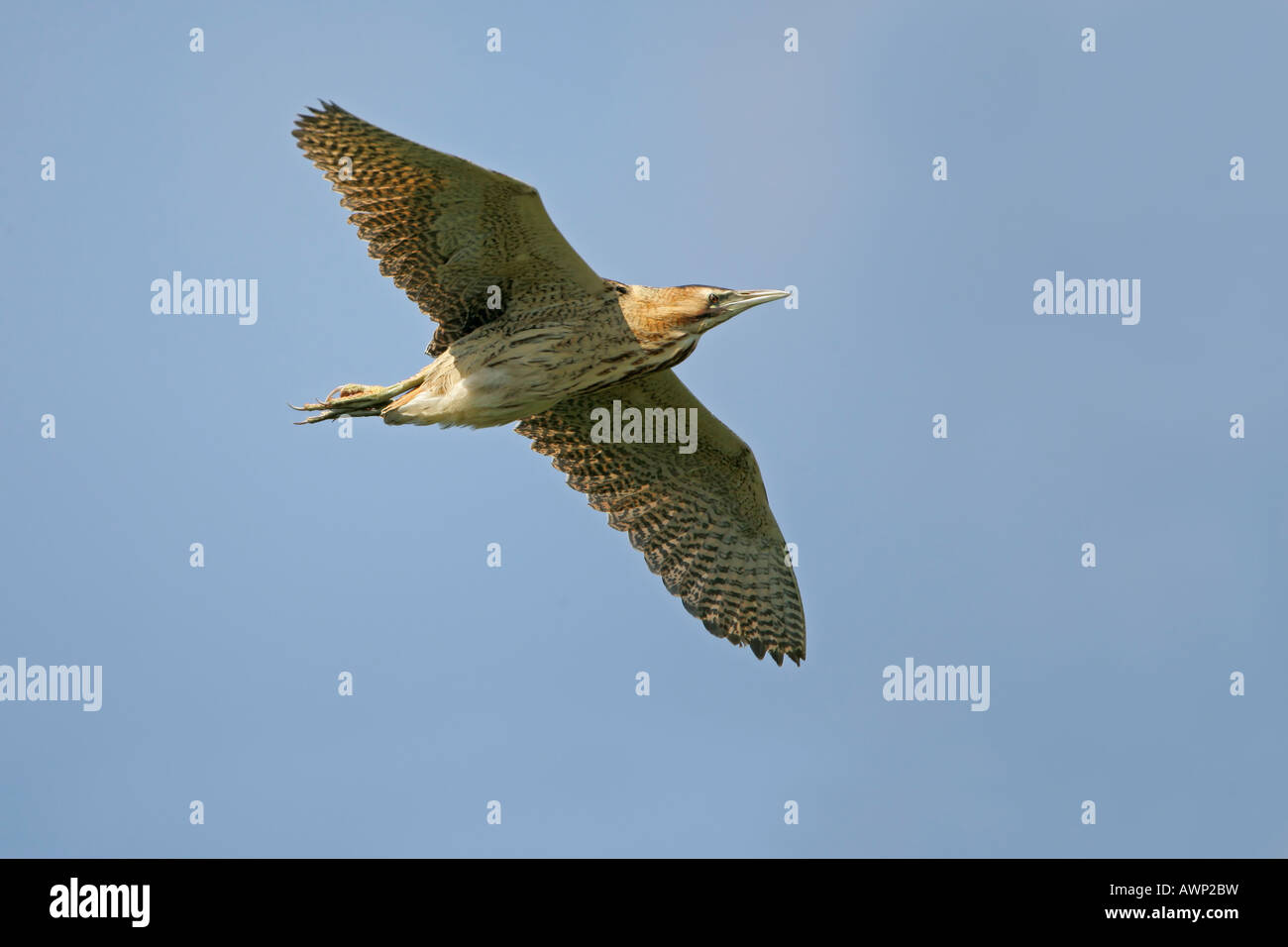 BITTERN Botaurus stellaris in flight Minsmere RSPB reserve Suffolk ...