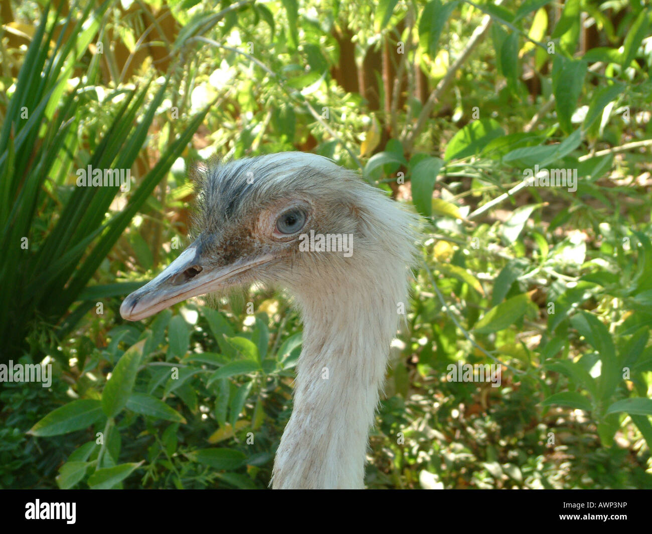 Rhea americana, Nandu, Ema, Or. Struthioniformes, Fam. Rheidae Stock ...