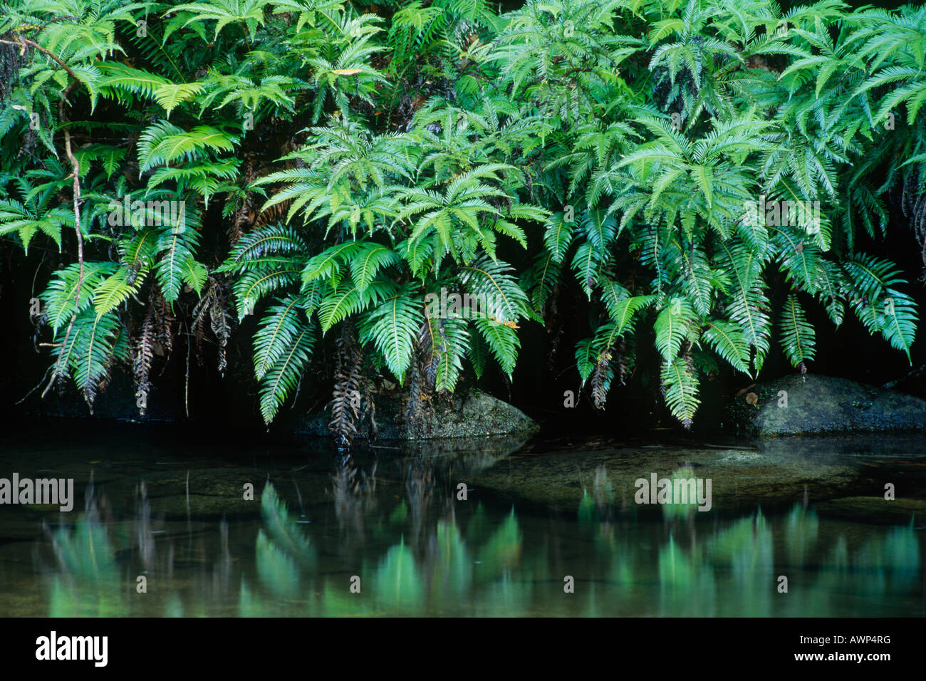 Regenwaldpool hi-res stock photography and images - Alamy