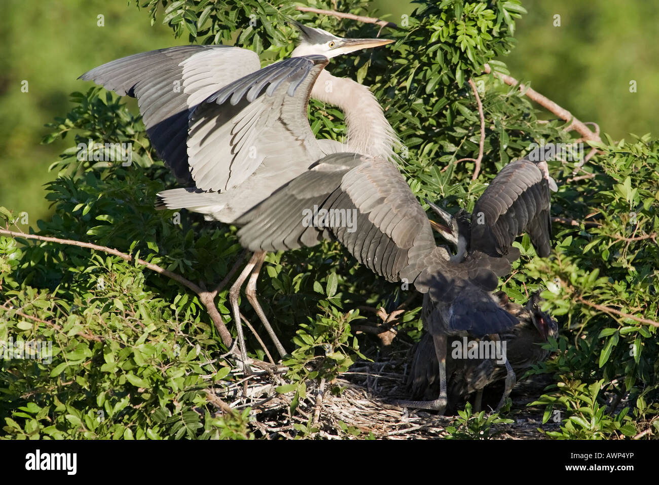 A juvenile Great Blue heron begging for food from the returning parent ...