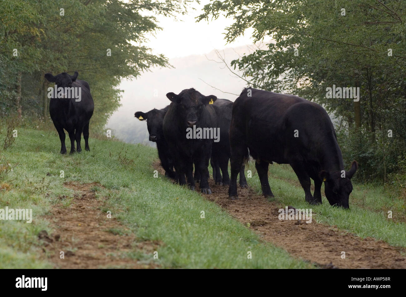 Black Angus Cattle Photos High Resolution Stock Photography and Images ...