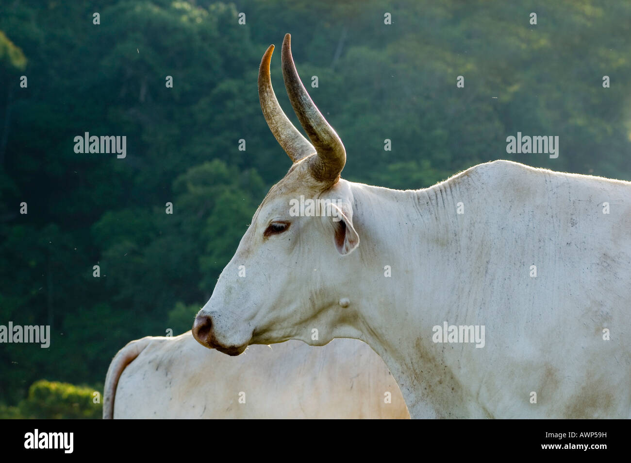 Portrait of a Zebu (Bos primigenius indicus), backlight, Costa Rica ...