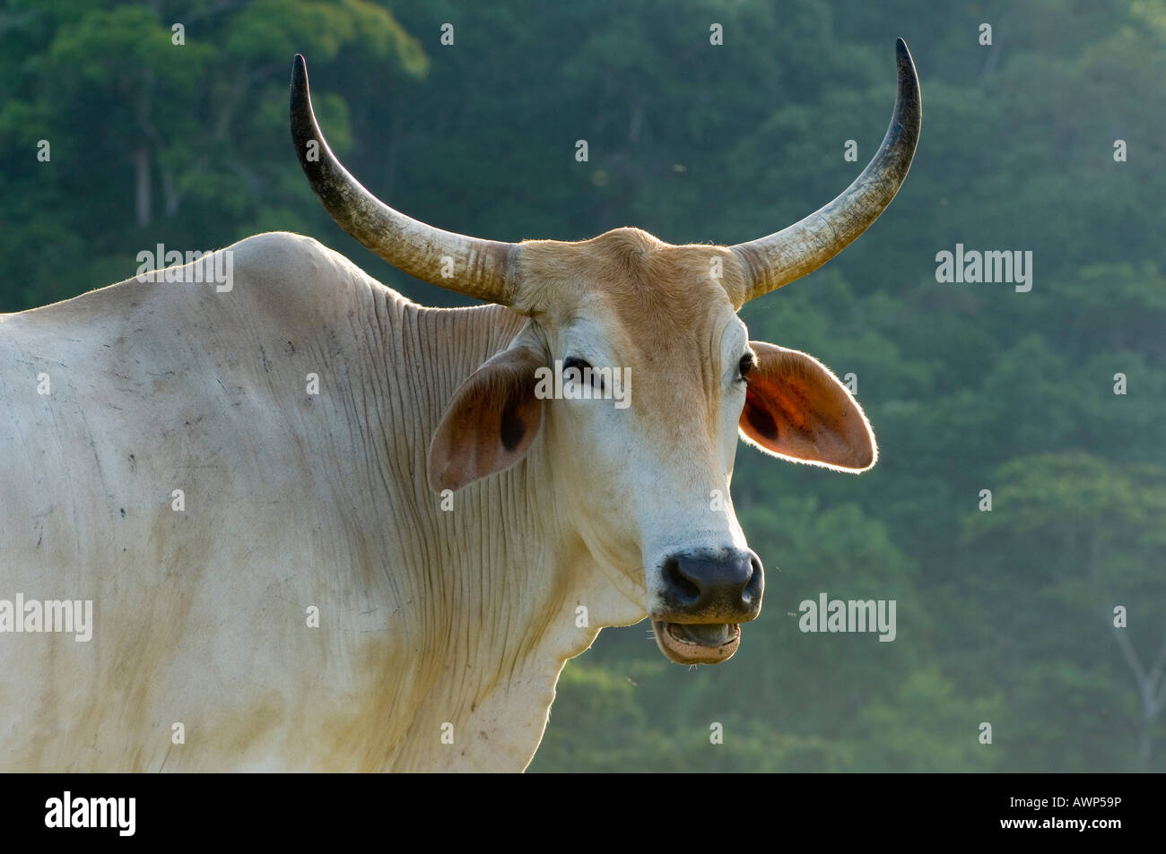 Portrait of a Zebu (Bos primigenius indicus), backlight, Costa Rica ...